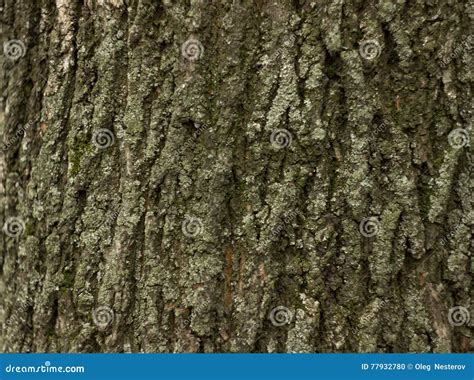 Wood Texture Stock Photo Image Of Bark Grow Tree Texture