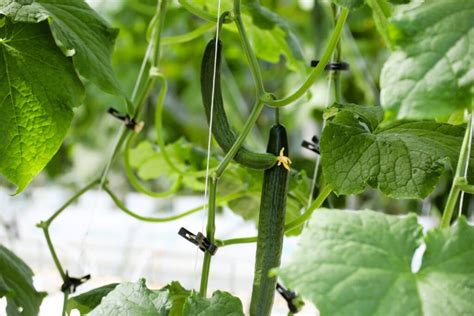 Монголчууд дотоодын хэрэгцээгээ нарийн ногоогоор хангах бүрэн боломжтой