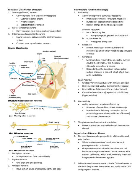 Solution Notes And Reviewer For Synapse Action Potential Physiology