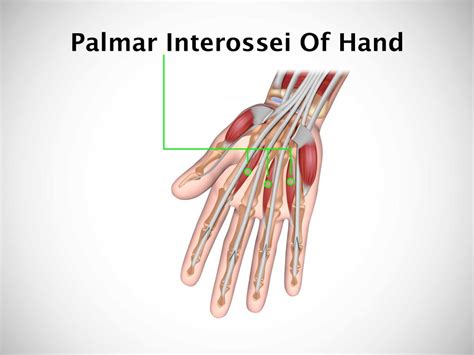 Palmar Interossei Of Hand Moho