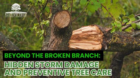 Broken Branch Hidden Storm Damage And Preventive Tree Care
