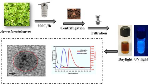 Steps For The Synthesis Of Cds And Image Of As Synthesized Cds In Download Scientific Diagram
