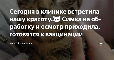 Сегодня в клинике встретила нашу красоту 😻 Симка на обработку и осмотр приходила готовятся к