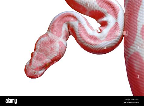 Albino Reticulated Python