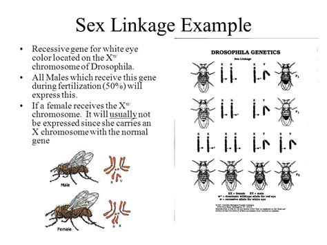 Mendelian Genetics An Overview Ppt Video Online Download