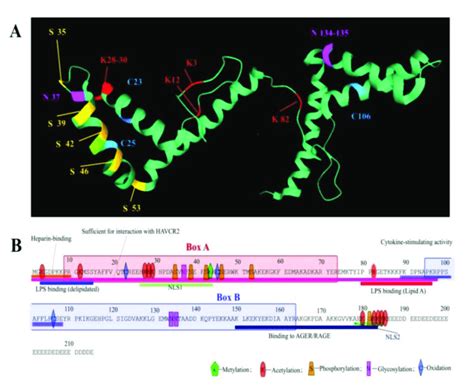 The Post Translational Modifications Of Hmgb1 A The 3d Orientation Download Scientific