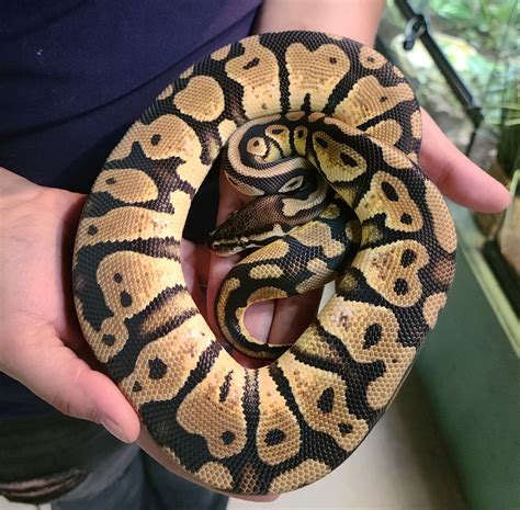 Python Regius Ball Python Pastel Male Ball Python