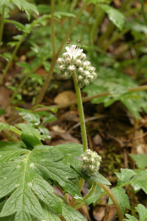 Western Waterleaf Search Native Plant Hub