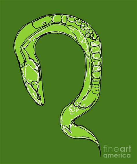 C Elegans Worm Illustration Photograph By Claudia Stocker Fine Art