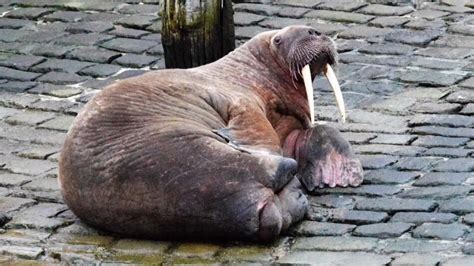 Walross Thor Entspannt Sich Erneut An Englischer Küste Gmx At