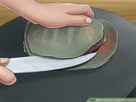 How To Clean A Soft Shell Turtle 10 Steps With Pictures