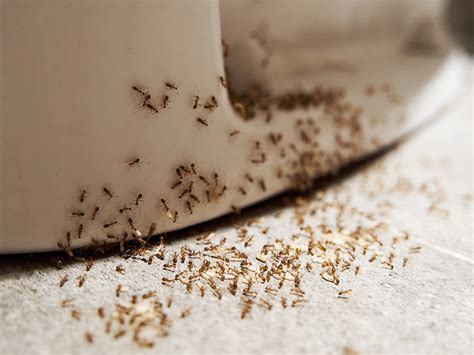 Ants In The Bathroom Heres Why It Happens And How To Stop It