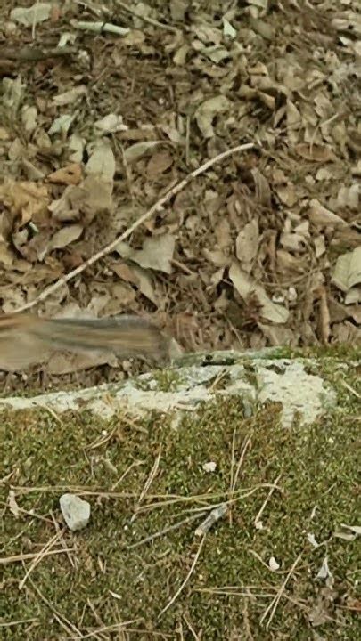 줄무늬가 선명한 한국다람쥐 Korean Chipmunk Youtube