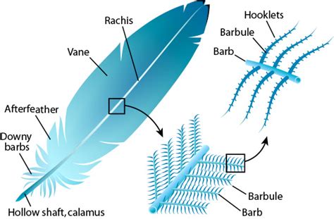 Bird Feathers How Birds Use Them And Feather Types