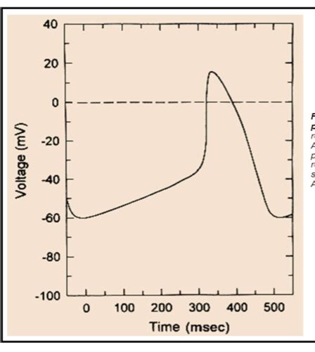 L14 Cardiac Pacemaker Cells Flashcards Quizlet
