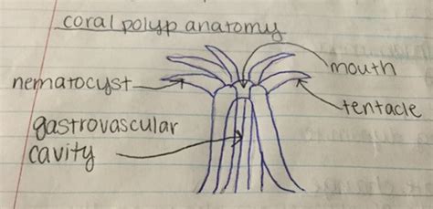 Marine Unit 5 Test Flashcards Quizlet