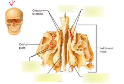 Aandp Lab Ethmoid Bone Diagram Quizlet