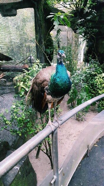 Premium Photo Peacock Perching On Railing At Zoo