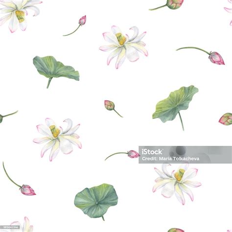 흰 분홍색 연꽃 녹색 잎 꽃이 피는 수련의 완벽 한 패턴입니다 흰색에 고립된 수채화 그림입니다 포스터 직물을 위한 손으로 그린 구성 고정됨에 대한 스톡 벡터 아트 및 기타