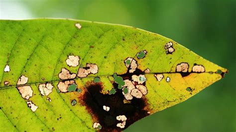 Plant Pathogen Detection Aemtek One Stop