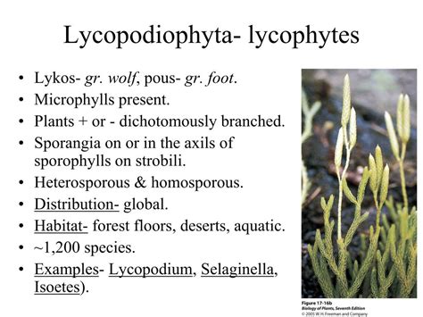 Ppt Seedless Vascular Plants Chapter 17 Powerpoint Presentation Free Download Id 5574185