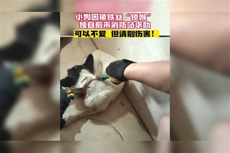 小狗被铁丝“锁喉”，独自前往消防站求助铁丝前往小狗