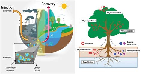 知识讲堂 微生物与植物协同作战：探索生物修复技术的潜力与局限