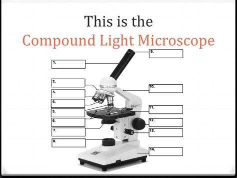 Blank Microscope Diagram