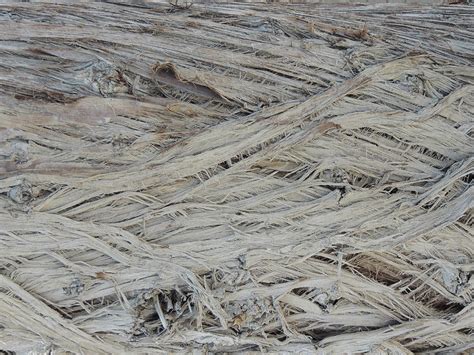 Abstract Tree Bark Photograph By Jayne Wilson Fine Art America