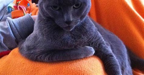 Meet My Cat Milk Dud The Most Interesting Cat In The World Imgur