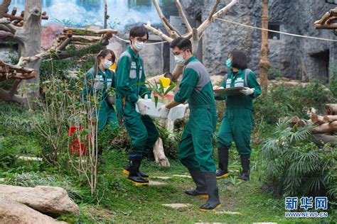 澳门大熊猫“健健”“康康”迎来5周岁生日 中央政府驻澳门联络办公室