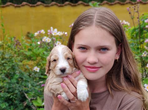 Rosas Smukke Cockerdoodle Hvalpe