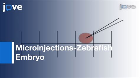 Microinjection Of Zebrafish Embryos To Analyze Gene Function L Protocol