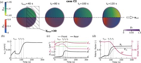 Spatially Localized Downregulation Of Myosin Activity Case C2 Myosin