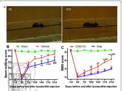Cog112 Treatment Increases The Beam Walking And Bms Scores In Download Scientific Diagram