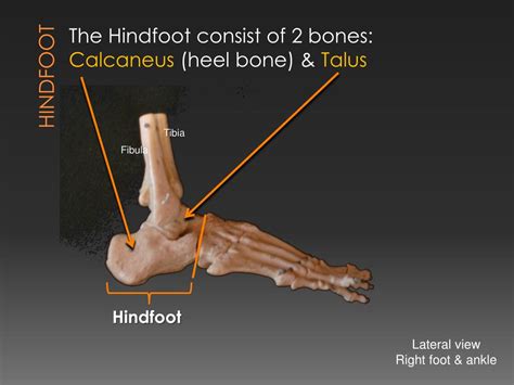 Ppt Anatomy Review Powerpoint Presentation Free Download Id715944
