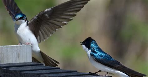 American Tree Swallow Breeding Behaviors Nest Box Live