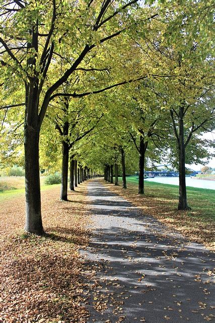 Fall Autumn Leaves Path Free Photo On Pixabay