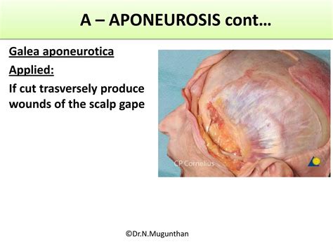 Scalp Pdf