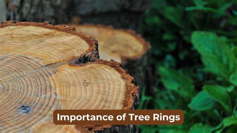 The Importance Of Tree Rings In Climate History