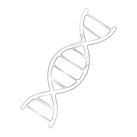 Free Dna Vector Clipart Png Svg To Edit Online