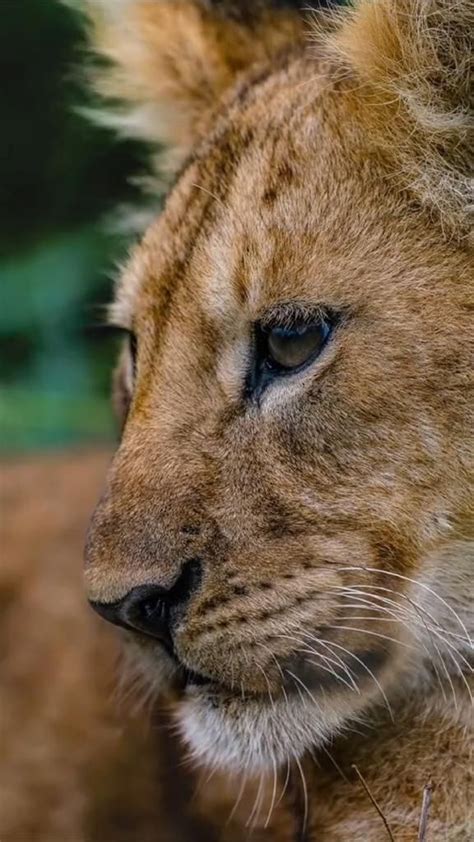 Cuddly Cubs Cute Lion Cub Face