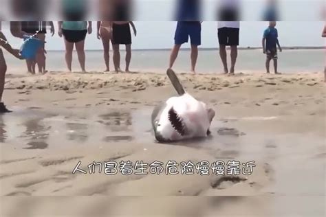 海滩遇见一条搁浅的小鲨鱼人们冒着生命危险将其带进了海里 鲨鱼 人们 海里