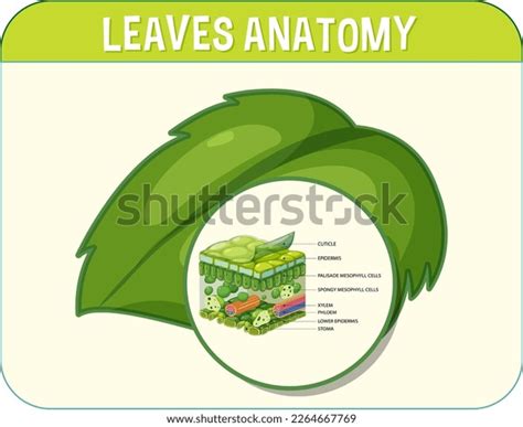Internal Structure Leaf Diagram Illustration Stock Vector Royalty Free 2264667769 Shutterstock