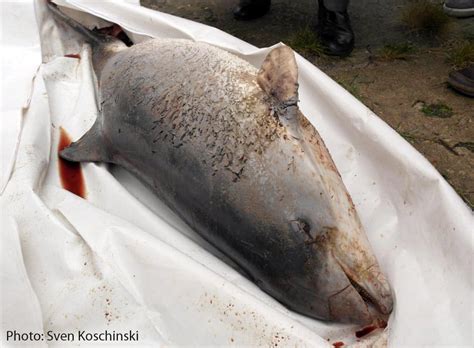 Ccb Work Baltic Harbour Porpoise