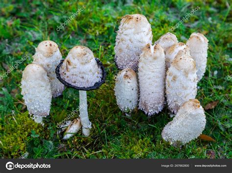 Coprinus Mushroom Cell