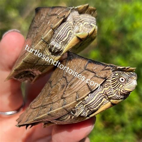 Sabine Map Turtle Graptemys Turtles And Tortoises Inc