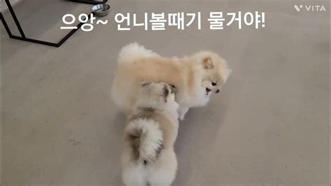 동생에 반란 Youtube