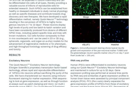 Genetic And Functional Profiling Of Ipsc Derived Neurons