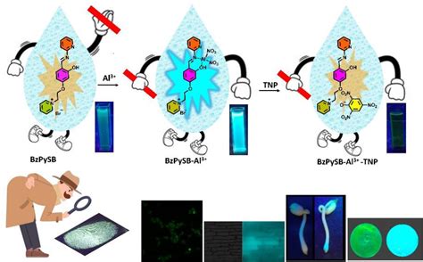 Pyridinium‐based Schiff‐base Fluorescent Chemosensor For Sequential Detection Of Al3 Ions And
